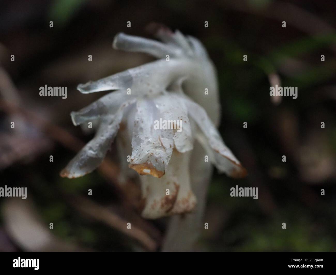 Convulsion Root (Monotropastrum humile), Plantae, 台灣桃園市 Stock Photo - Alamy