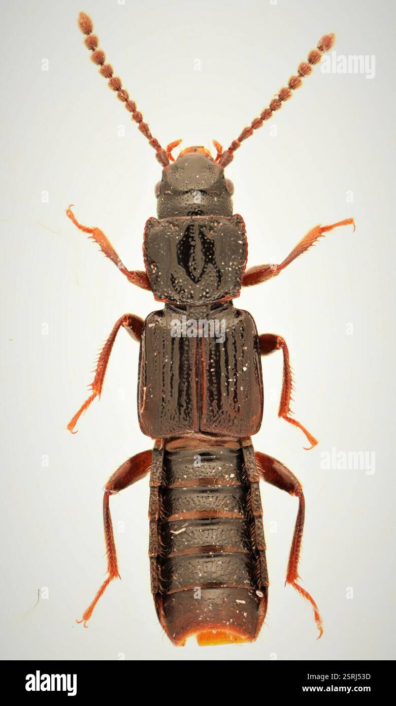 (Coprophilus striatulus), Insecta, Sillery, Québec, QC, Canada Stock ...