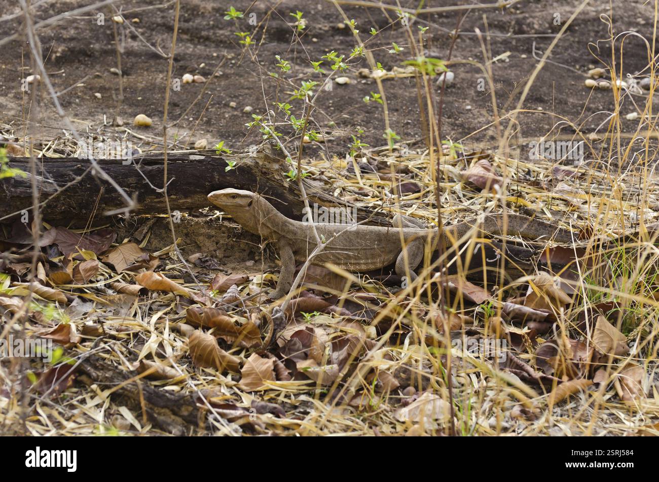Monitor lizard at bandhavgarh national park madhya pradesh India Stock ...