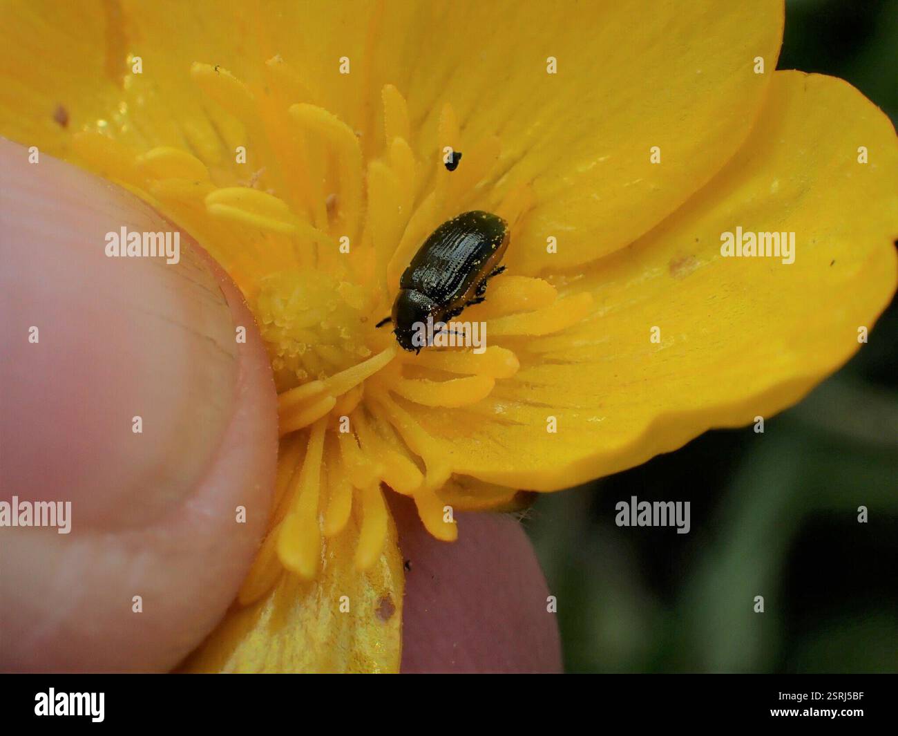 Beetles (Coleoptera), Insecta, Edinburgh, UK Stock Photo - Alamy