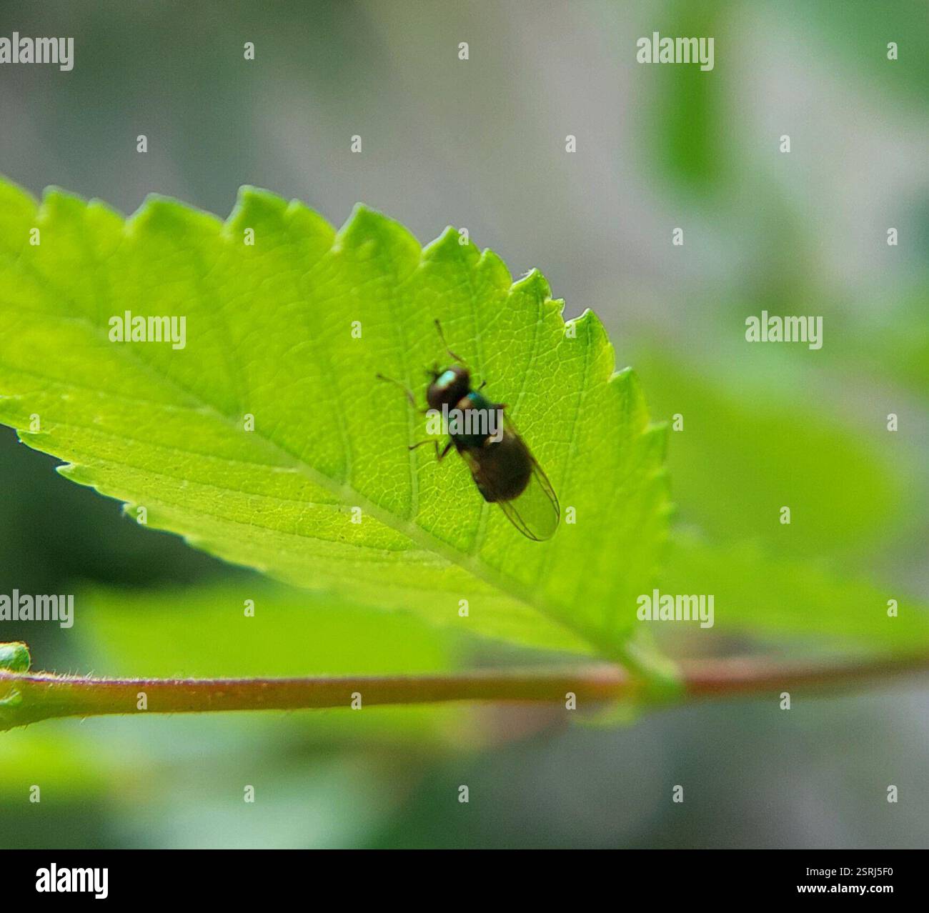Black-horned Gem Fly (Microchrysa polita), Insecta, 1911 North St ...