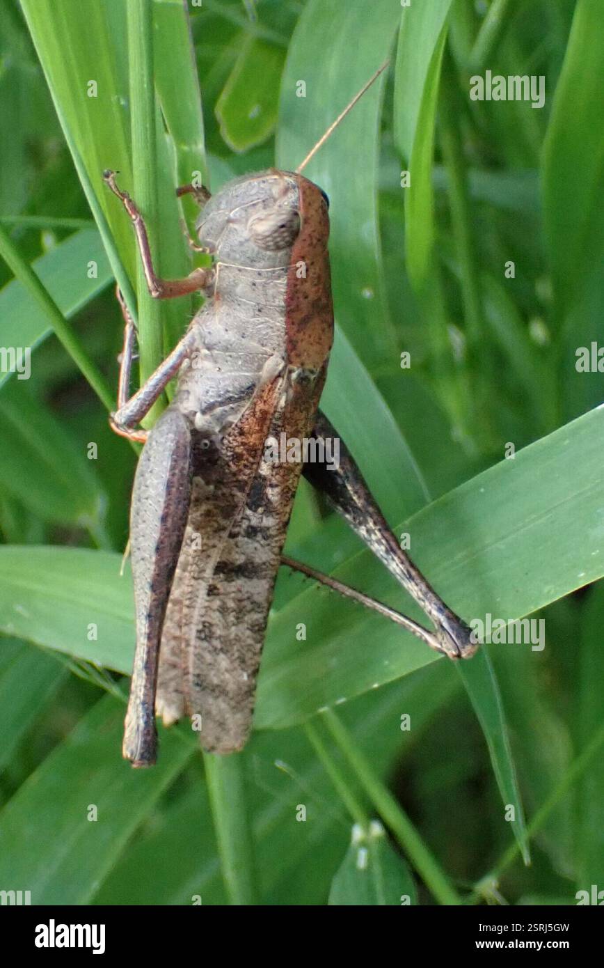 (Oraistes luridus), Insecta, Sabiepark, Sabie Park, 1260, South Africa ...