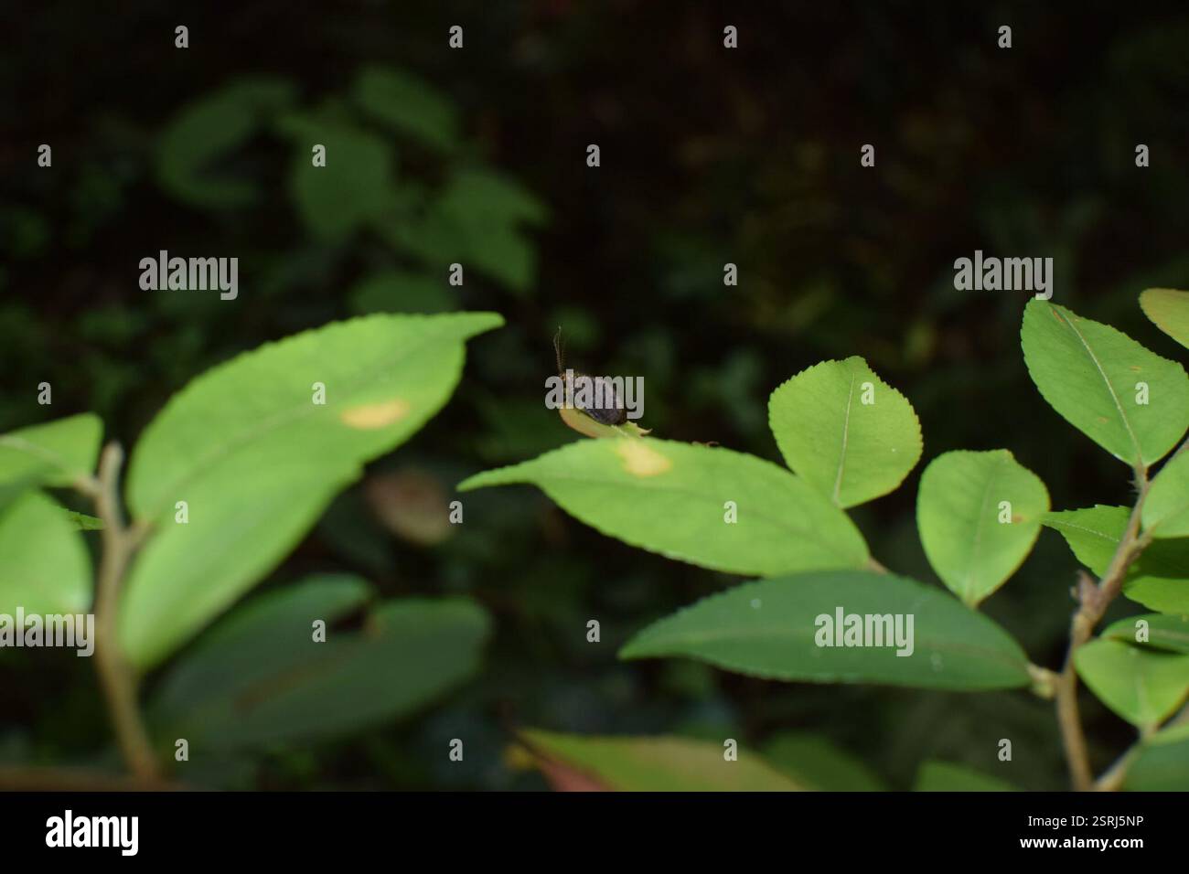 Dilar hi-res stock photography and images - Alamy