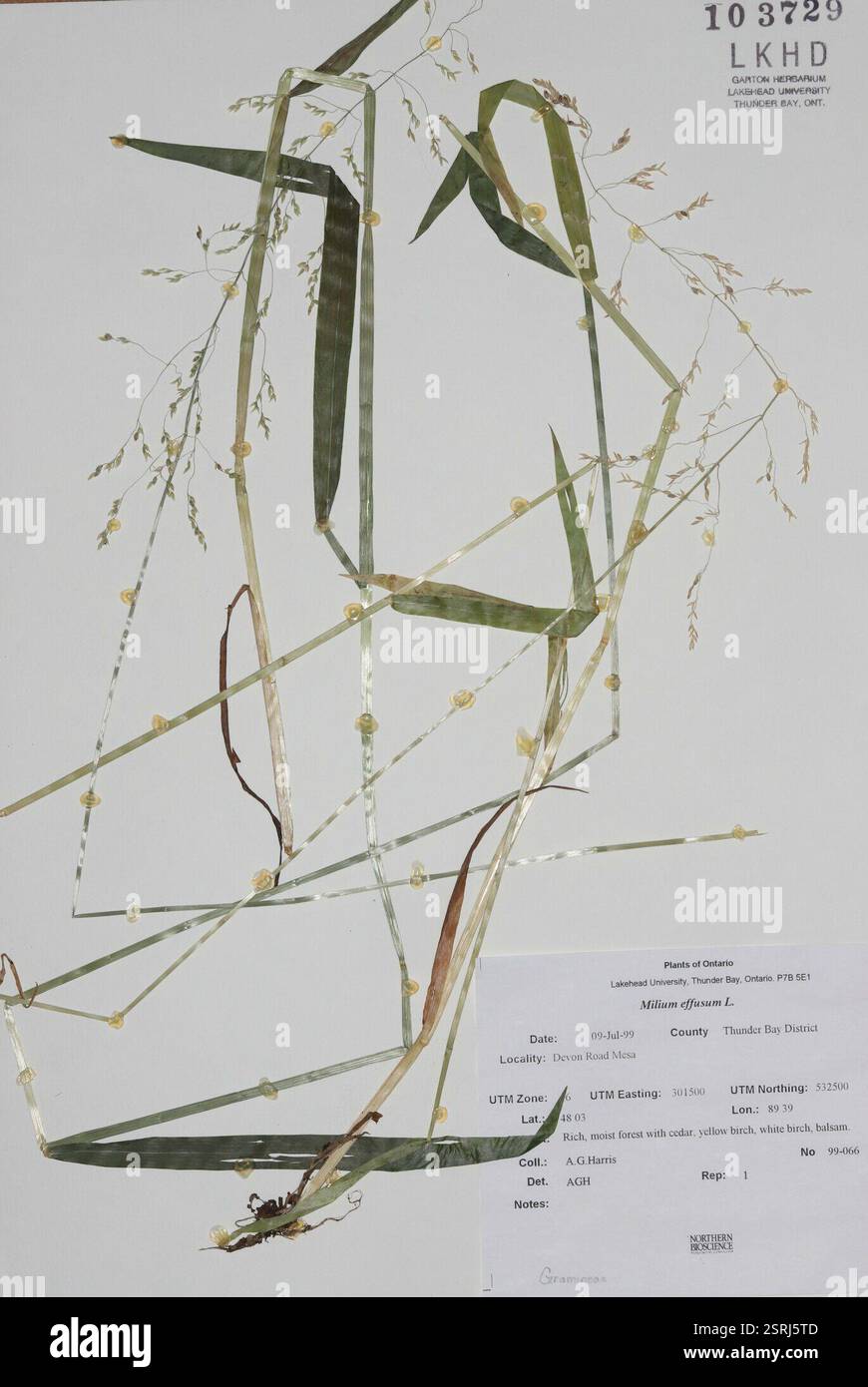 Wood Millet (Milium effusum), Plantae, Thunder Bay District, ON, Canada ...