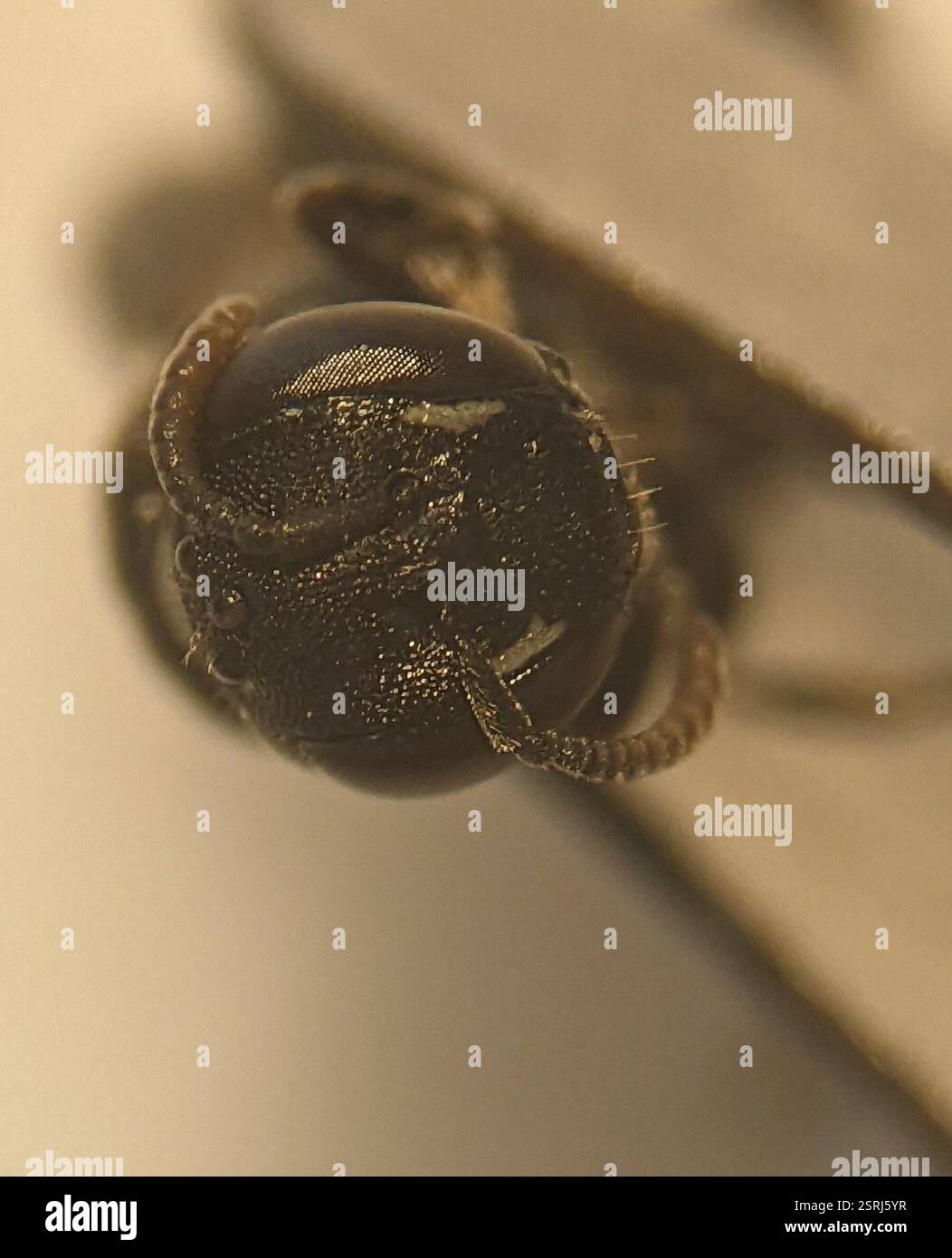 Bees and Apoid Wasps (Apoidea), Insecta, Gironde, Aquitaine, FR ...