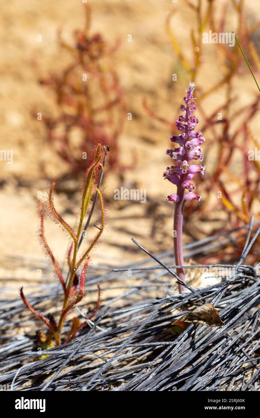 Drosera cistiflora (left) and Lachenalia sp. (right) in natural habitat near Moedverloor in the ...