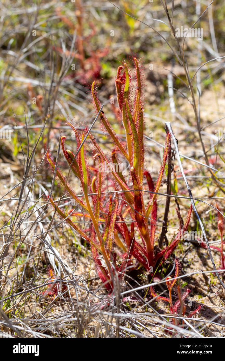 Non flowering plants of the Sundew Drosera cistiflora (a carnivorous plant) near Moedverloor in ...