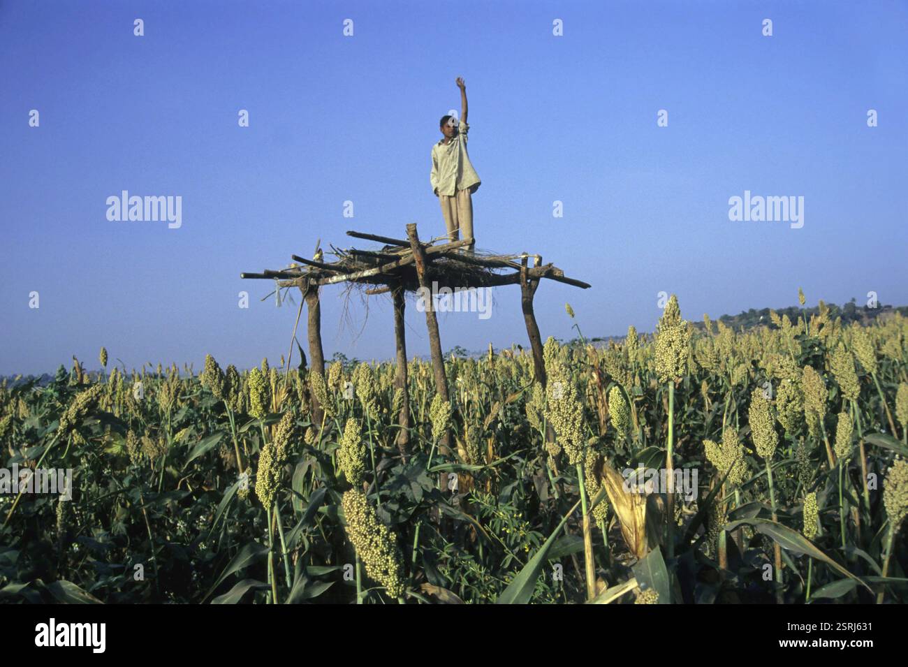 Scaring away the birds hi-res stock photography and images - Alamy