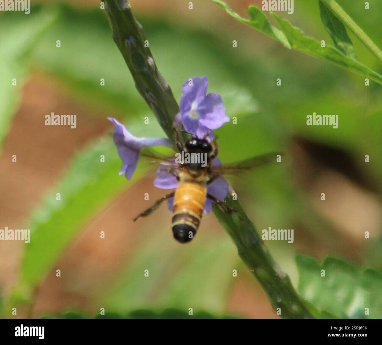 Giant Honey Bee (Apis dorsata), Insecta, Kengeri Satellite Town ...