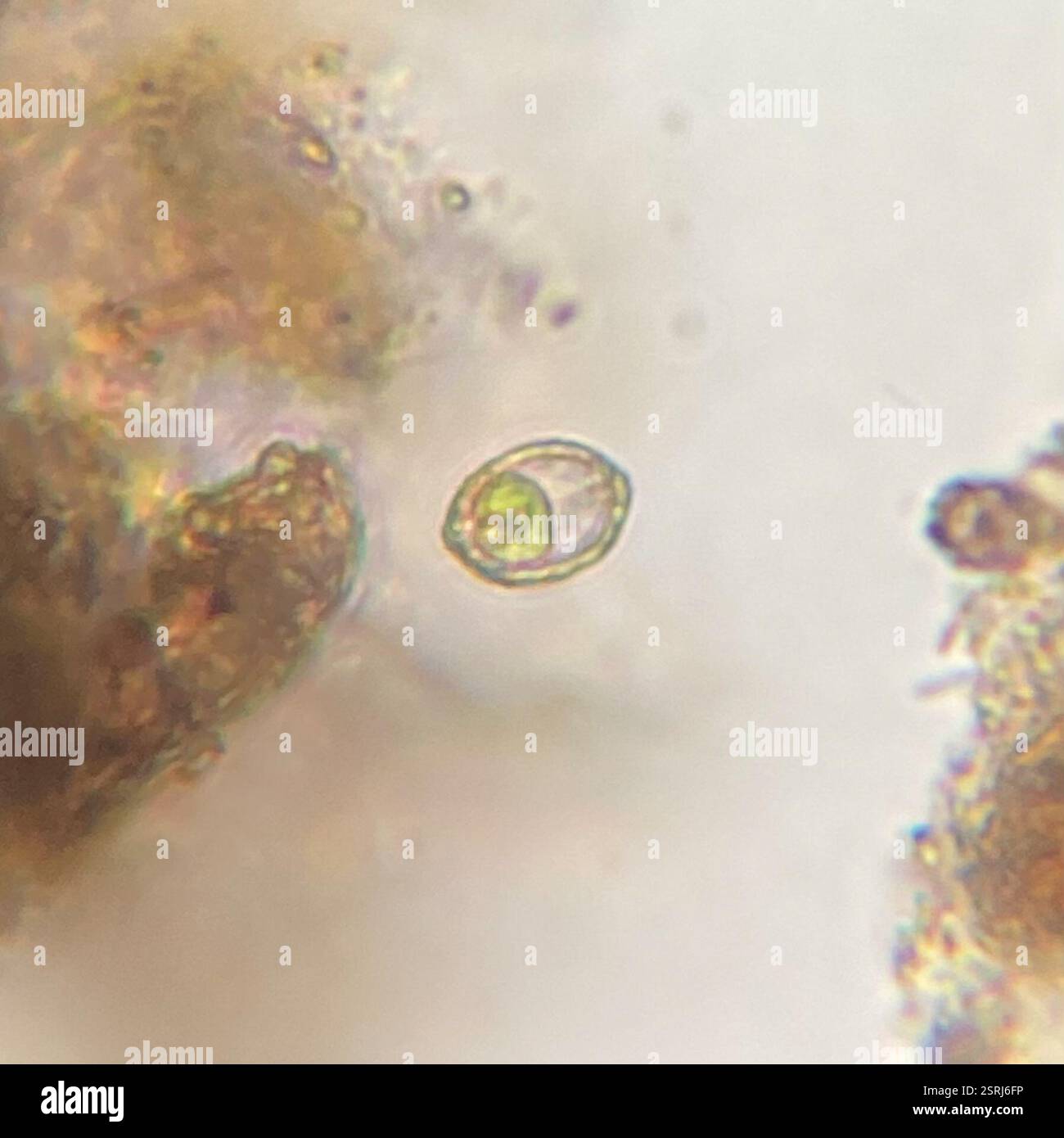 (Phacotus lenticularis), Plantae, Florida, US, canal sample of muck ...