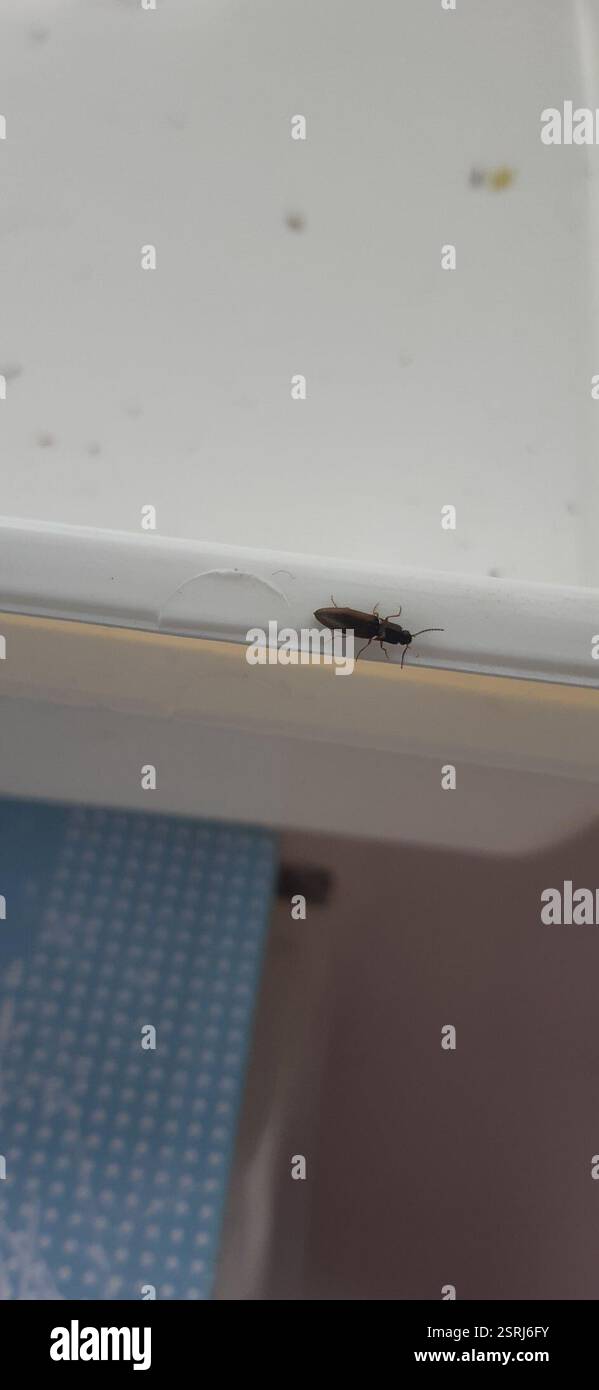 Click Beetles (Elateridae), Insecta, CG24+94, Coventry CV1 2JR, UK ...