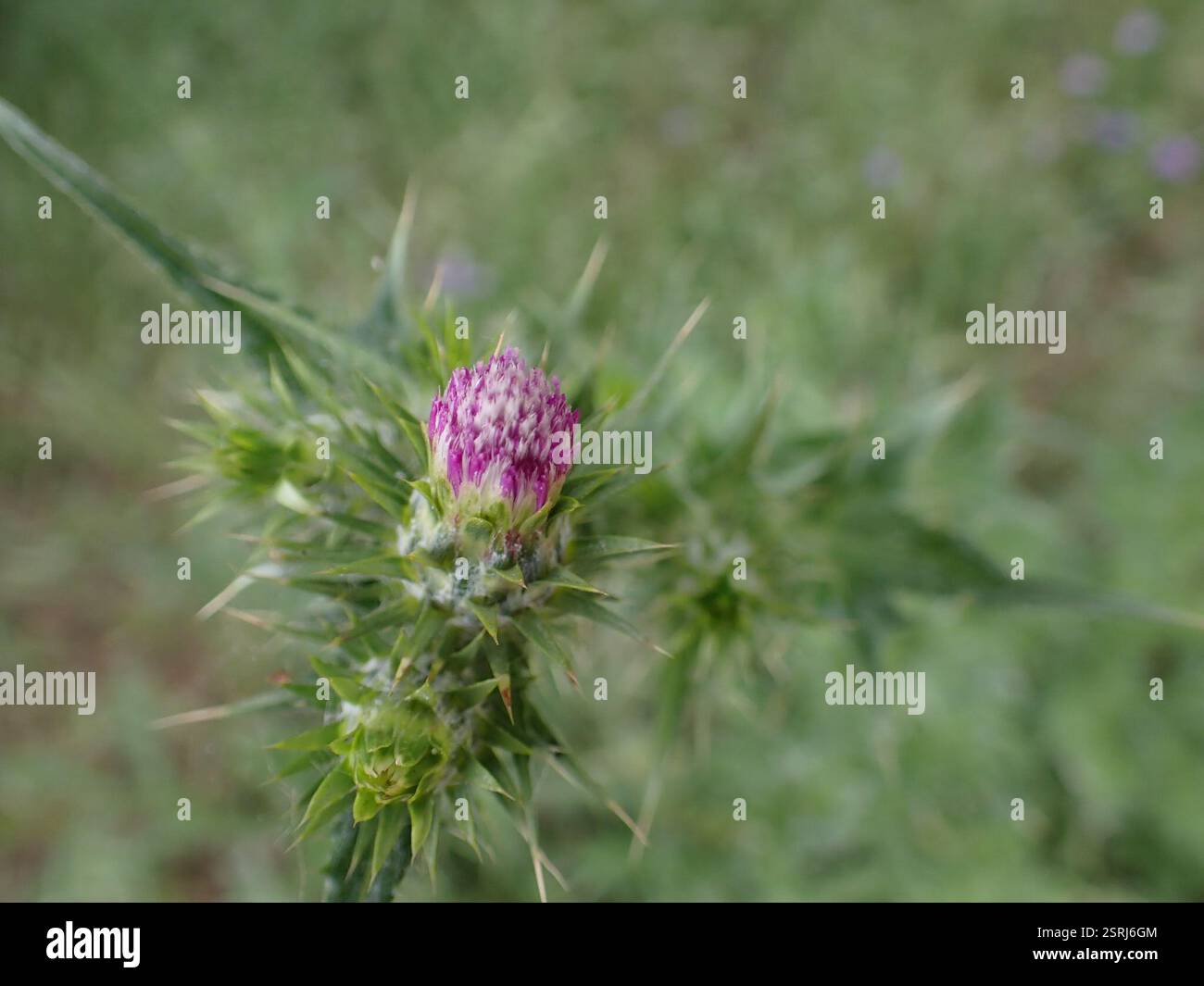 Italian thistle (Carduus pycnocephalus), Plantae, San Diego County, CA ...