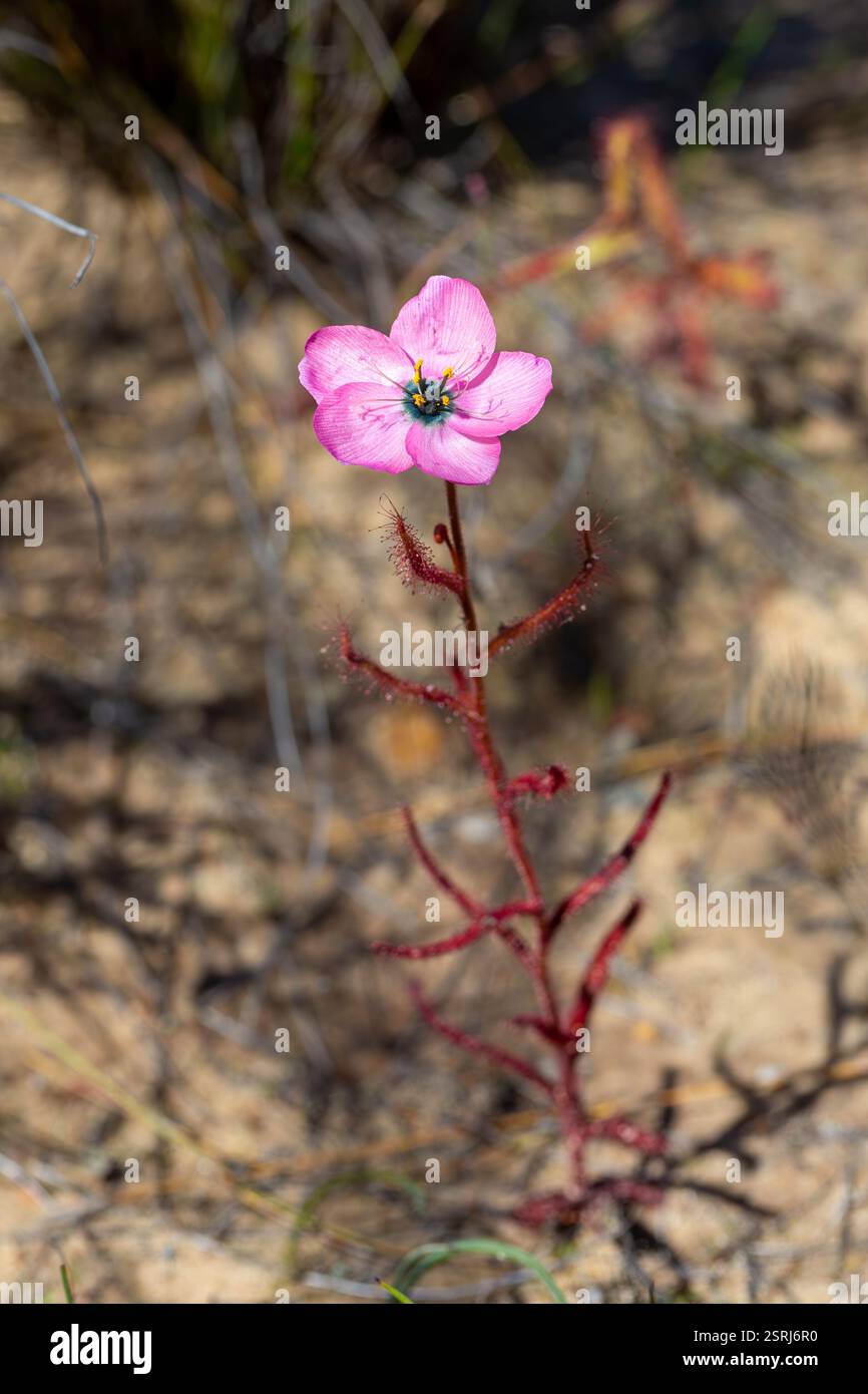 Salmon flowering plant of Drosera cistiflora in natural habitat near Moedverloor in the Northern ...