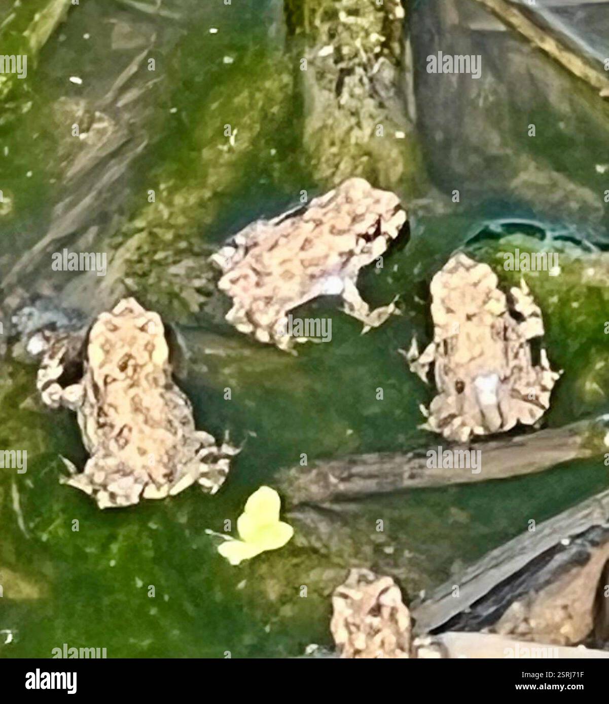 Western Toad (Anaxyrus boreas), Amphibia, Fort Ord National Monument ...