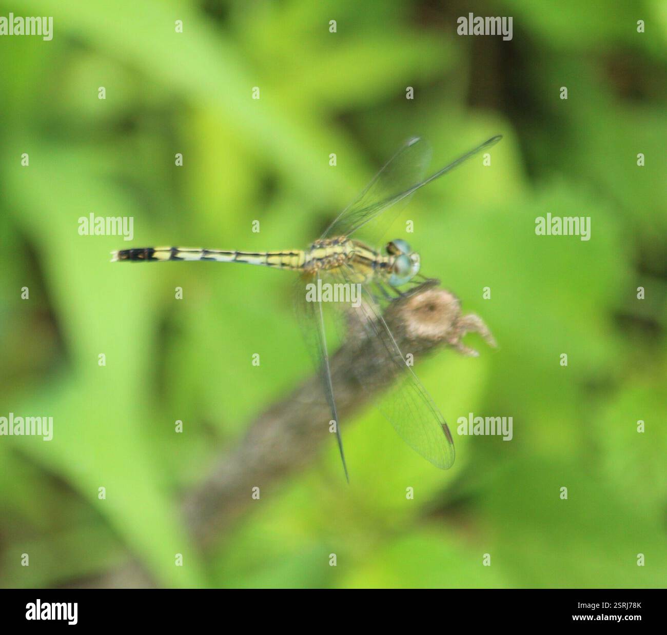 Chalky Percher (Diplacodes trivialis), Insecta, Kengeri Satellite Town ...