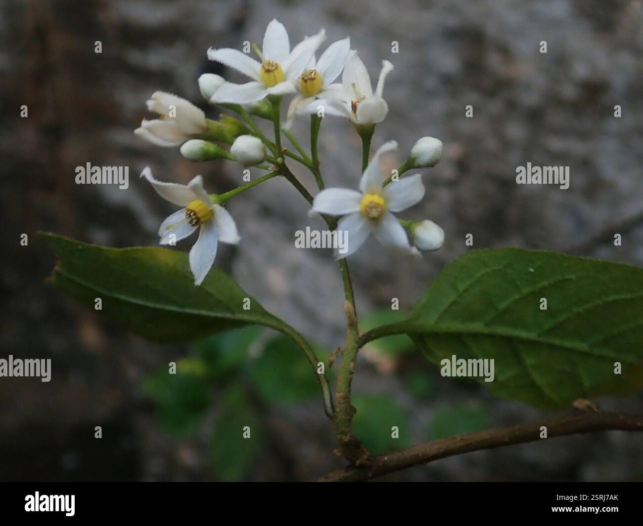 (Solanum terminale), Plantae, Ehlanzeni District Municipality, South ...