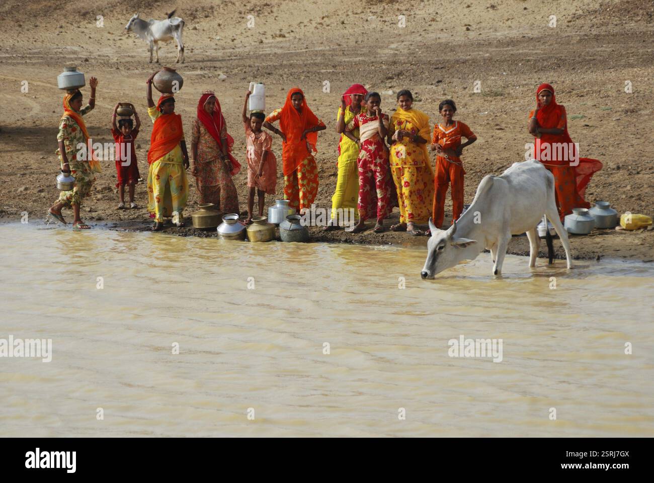 Rural women carrying water from a pond, Jaisalmer, Rajasthan, India, Asia Stock Photo - Alamy