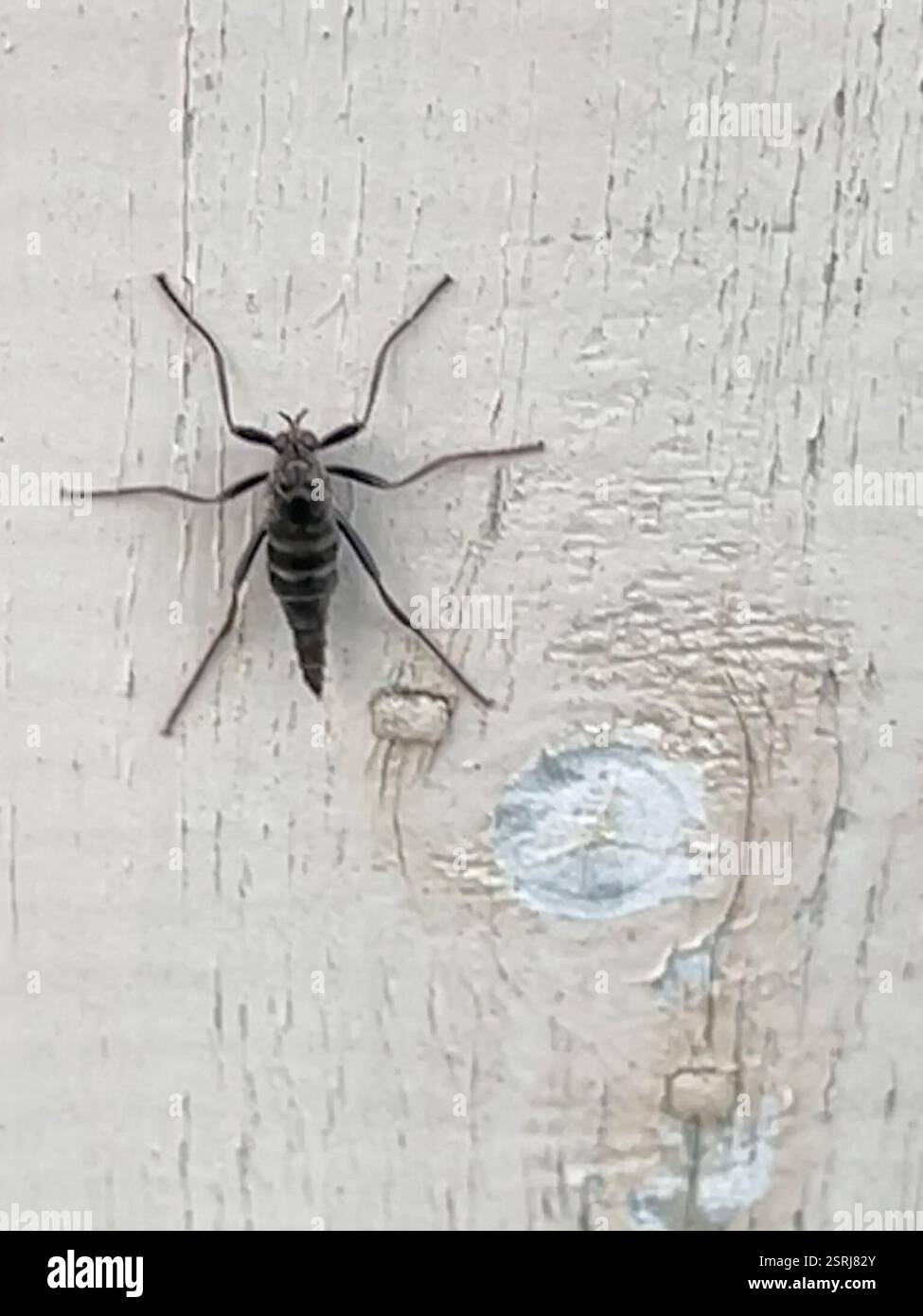Australian Wingless Soldier Fly (Boreoides subulatus), Insecta ...