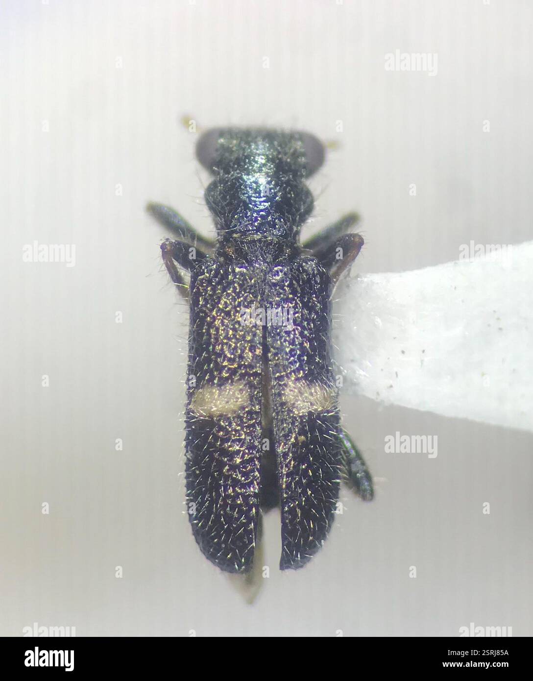 (Phyllobaenus), Insecta, Fremont, NE, US, 4mm Stock Photo - Alamy