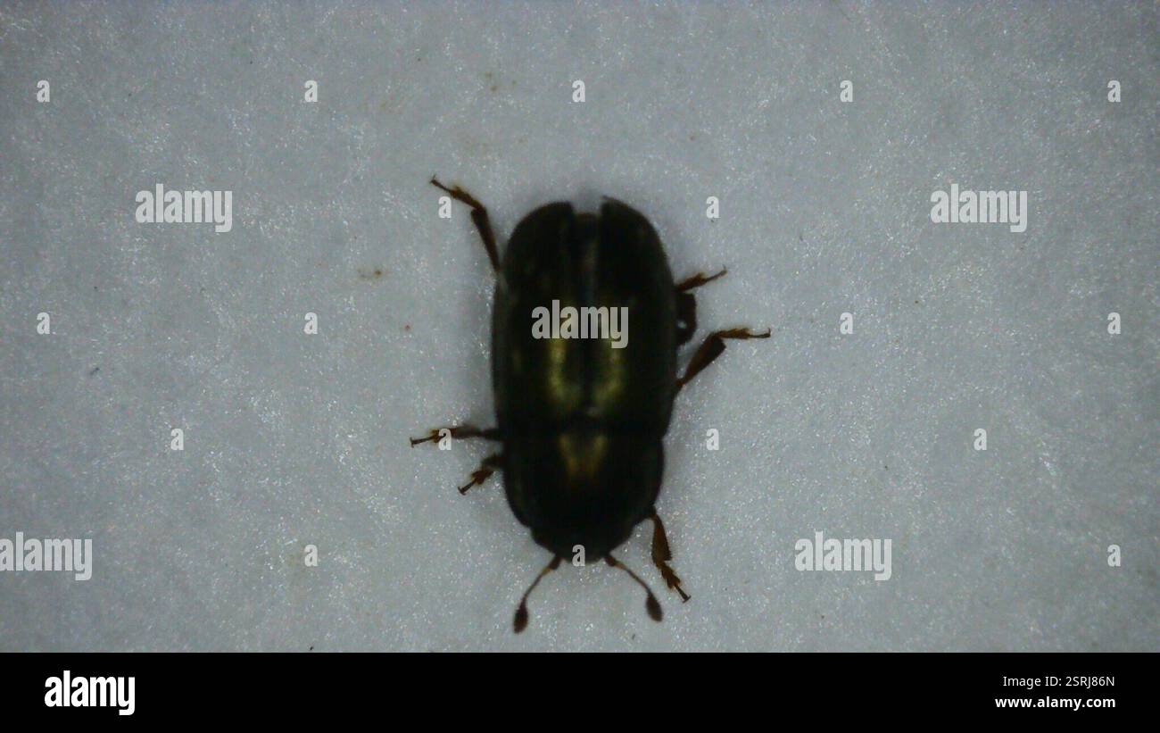 Common Pollen Beetle (Brassicogethes aeneus), Insecta, RAV PARK, flew ...