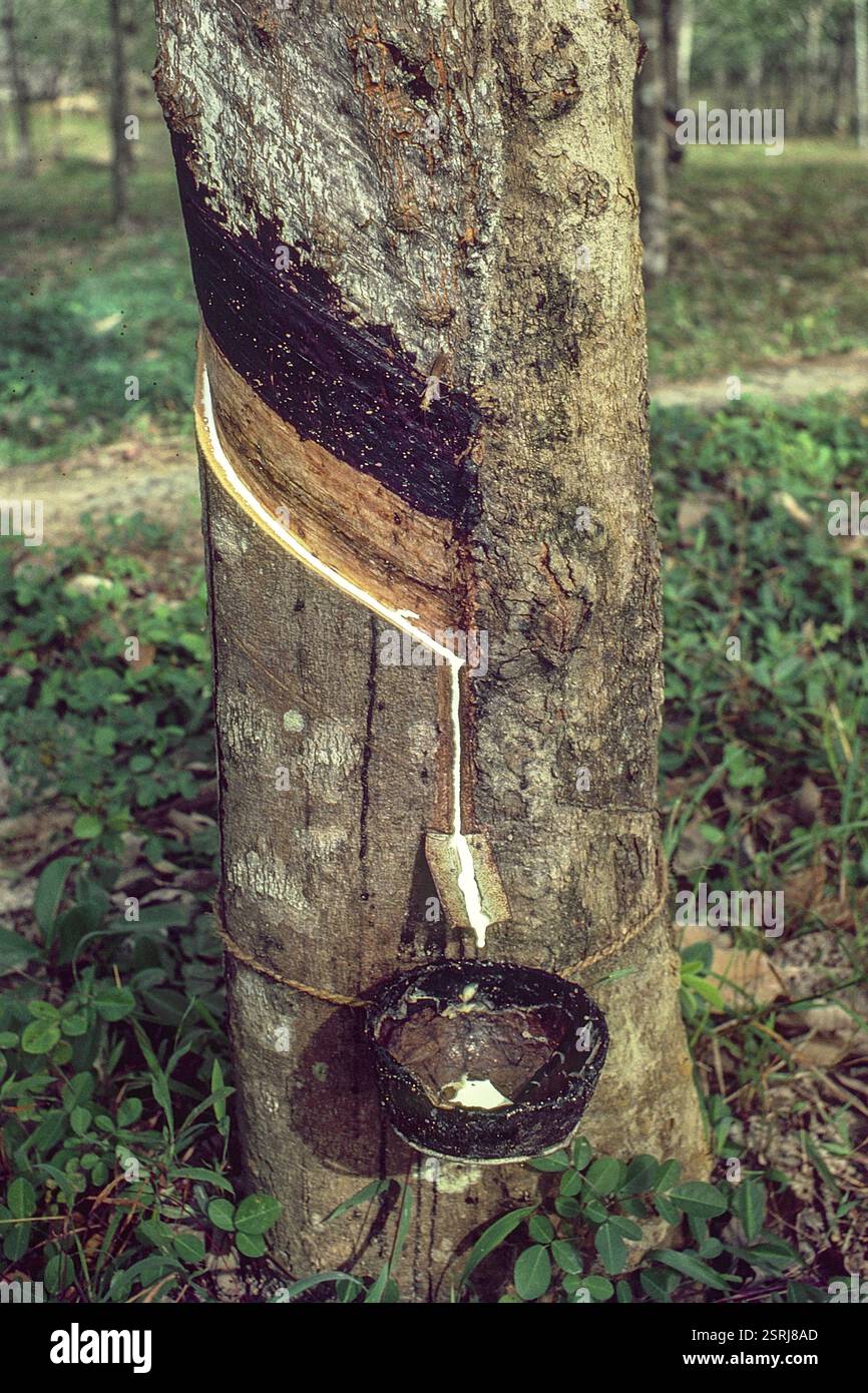 Latex no toxic hi-res stock photography and images - Alamy