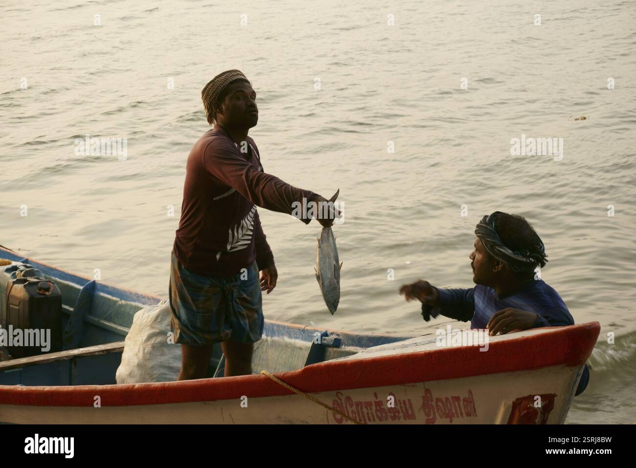 Fishermen with fresh fish, Fort Kochi, Kochi, Cochin, Kerala, India ...