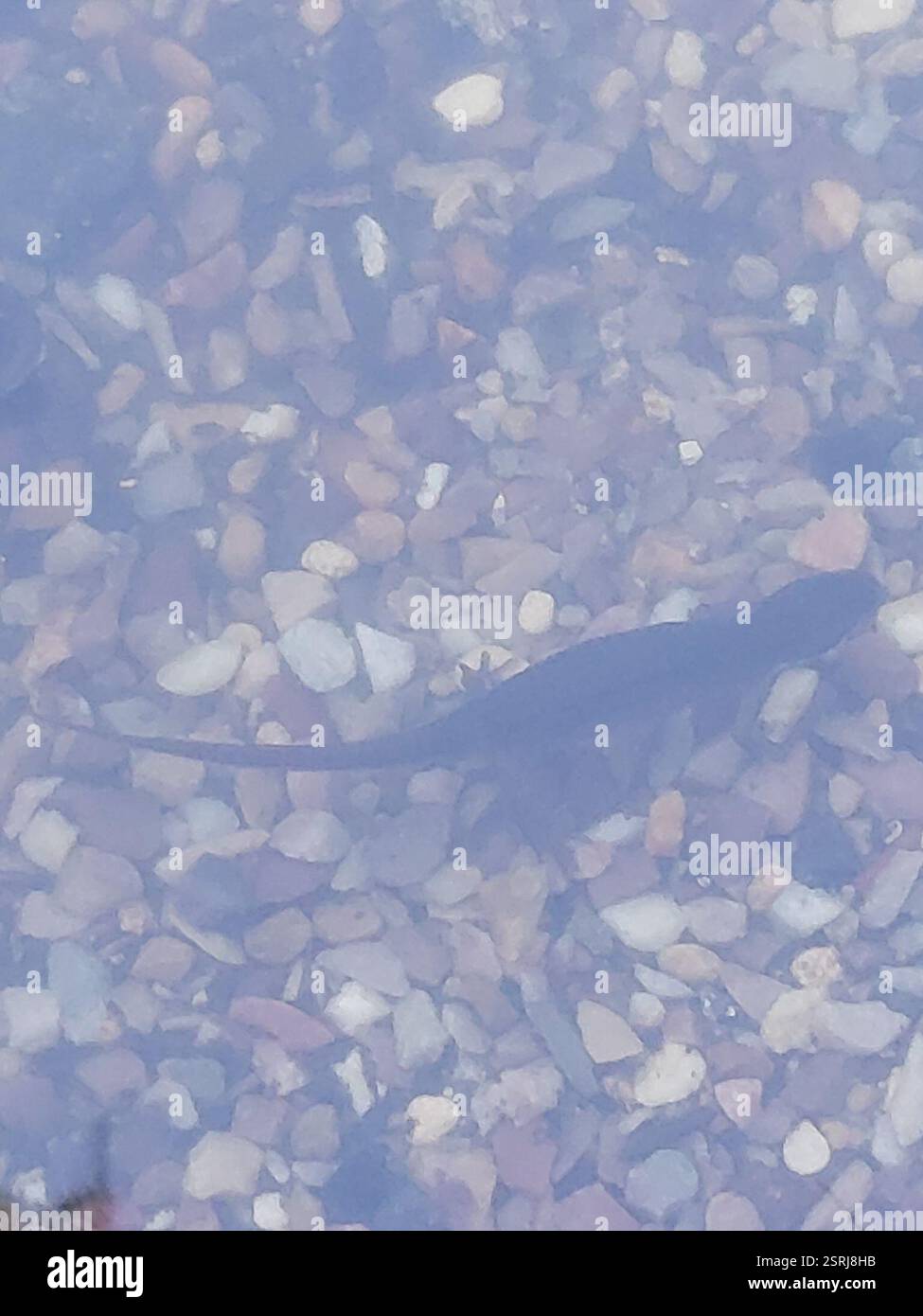 Smooth Newt (Lissotriton vulgaris), Amphibia, Longwell Green, Bristol ...