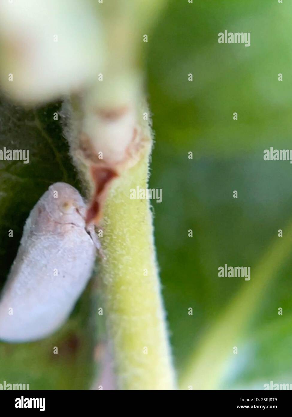 Grey planthopper (Anzora unicolor), Insecta, Melbourne VIC, Australia ...
