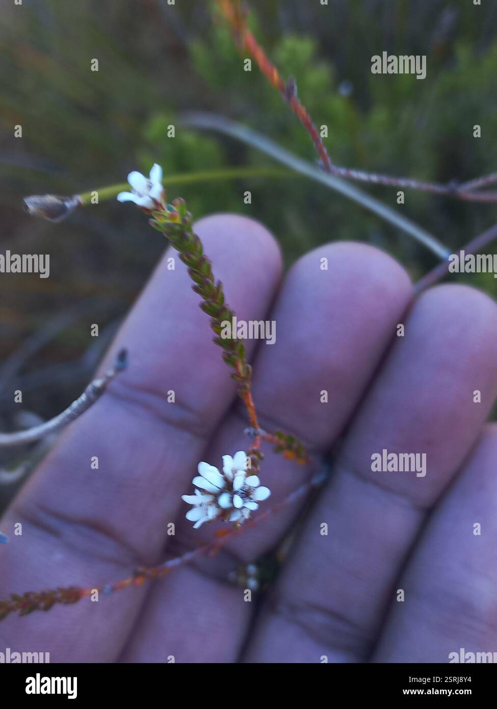 (Euchaetis glabra), Plantae, Helderberg Rural, Sir Lowry's Pass, 7135 ...