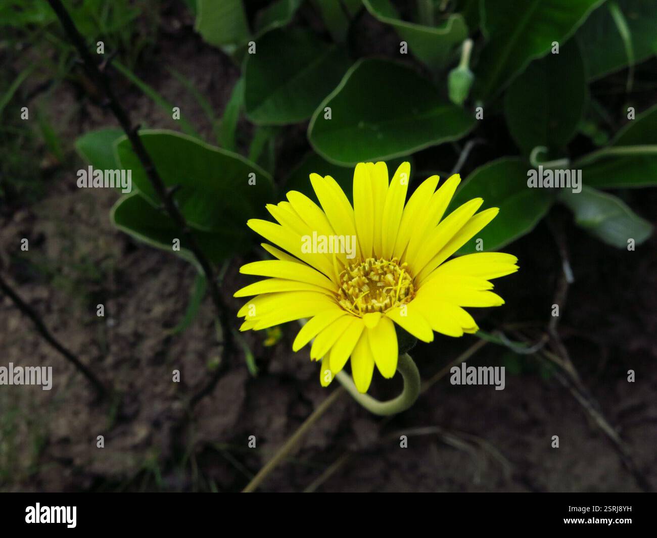 Butter Gerbera (Gerbera ambigua), Plantae, uThukela District ...