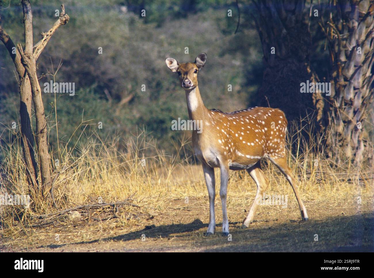 Chital or spotted deer axis axis doe alert Stock Photo - Alamy