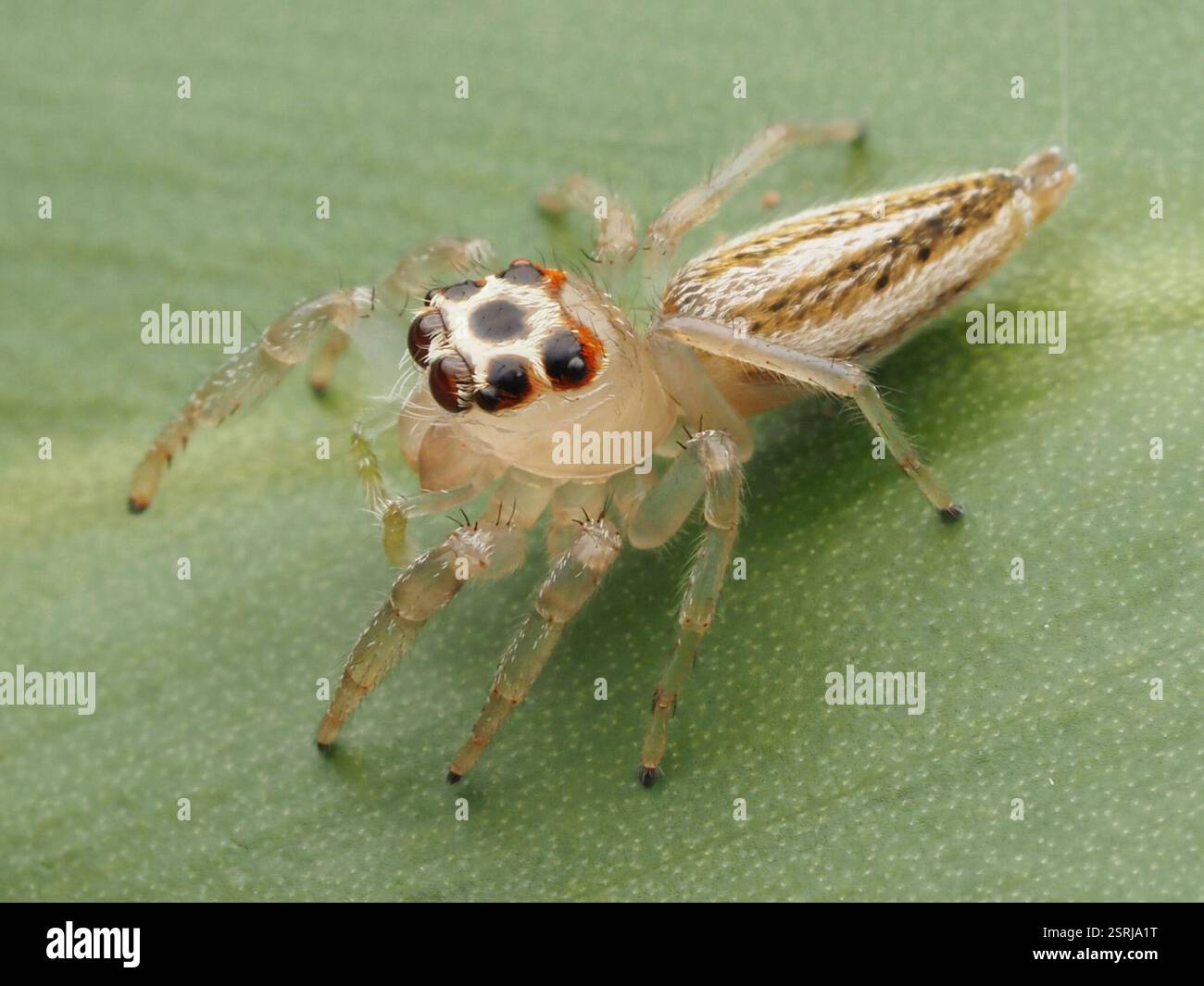 (Colonus), Arachnida, San Carlos, Panama, P42 Stock Photo - Alamy