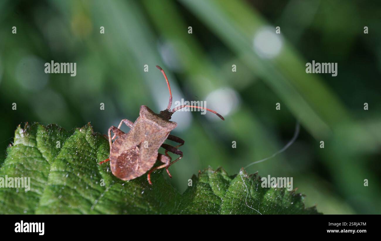 Dock Bug (Coreus marginatus), Insecta, Countesthorpe, Leicester LE8, UK ...