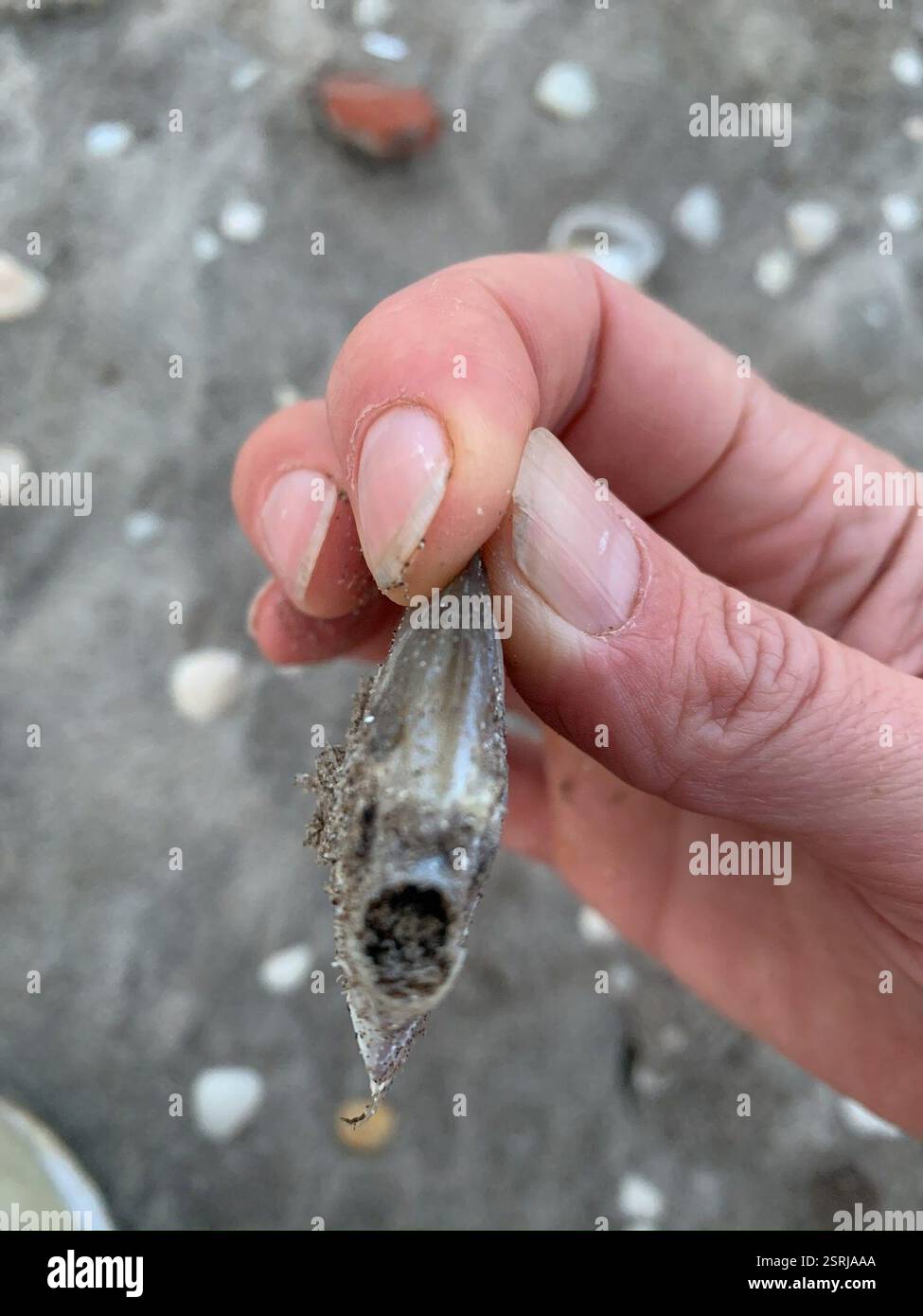 (Peprilus), Actinopterygii, Playa, Mar del Tuyú, Buenos Aires, AR Stock ...