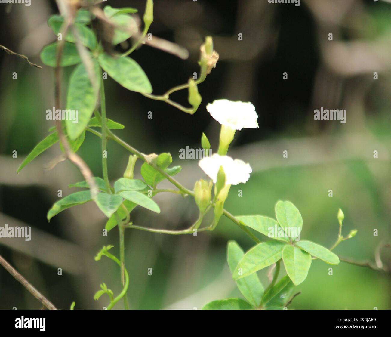 Rock Rosemary (Distimake quinquefolius), Plantae, Kengeri Satellite ...