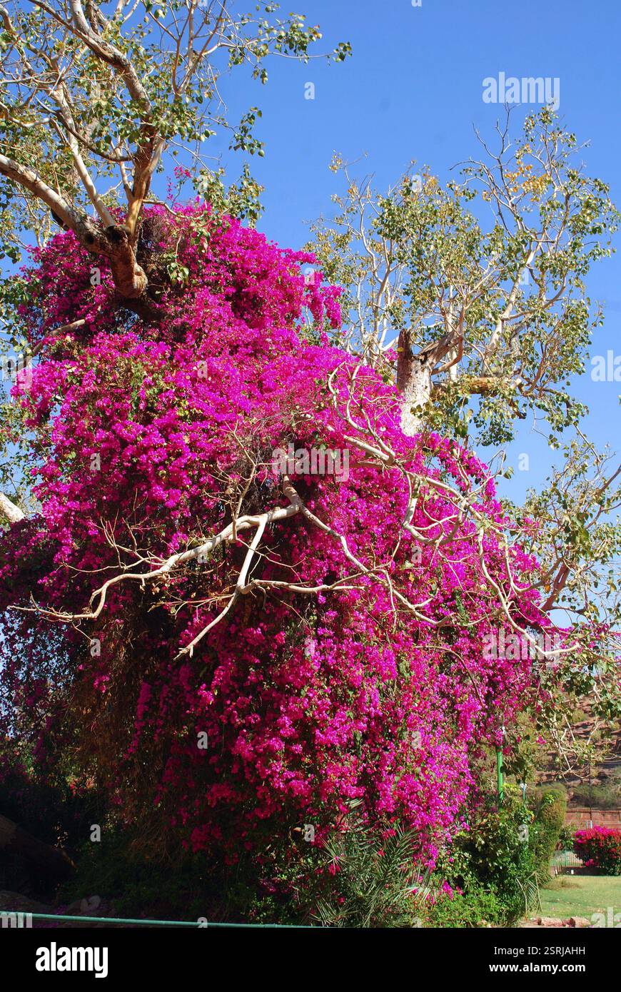 Big bougainvillaea bougainvillea in Mandor Mandore garden, Jodhpur ...