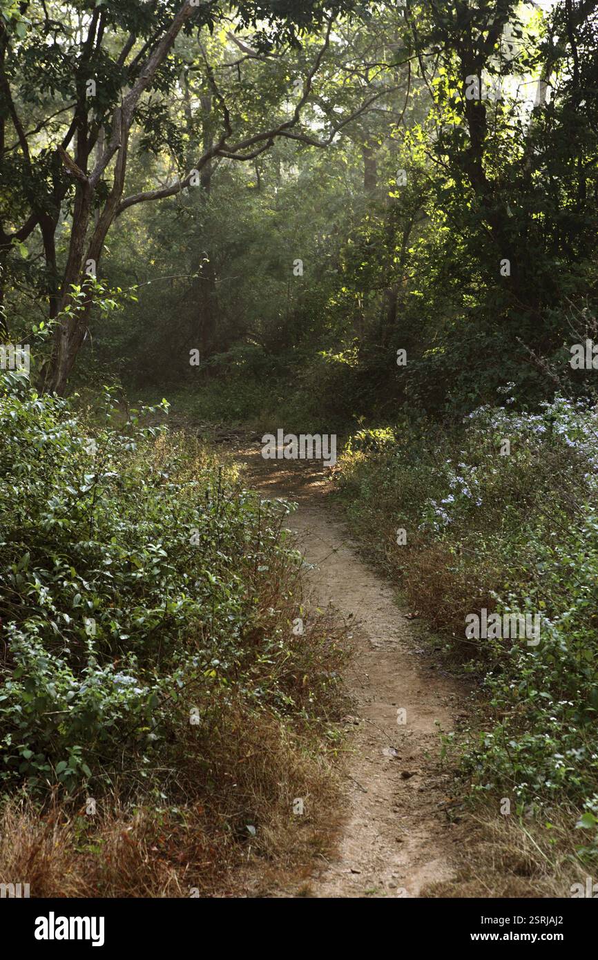 Early morning landscape Maharashtra india Stock Photo - Alamy