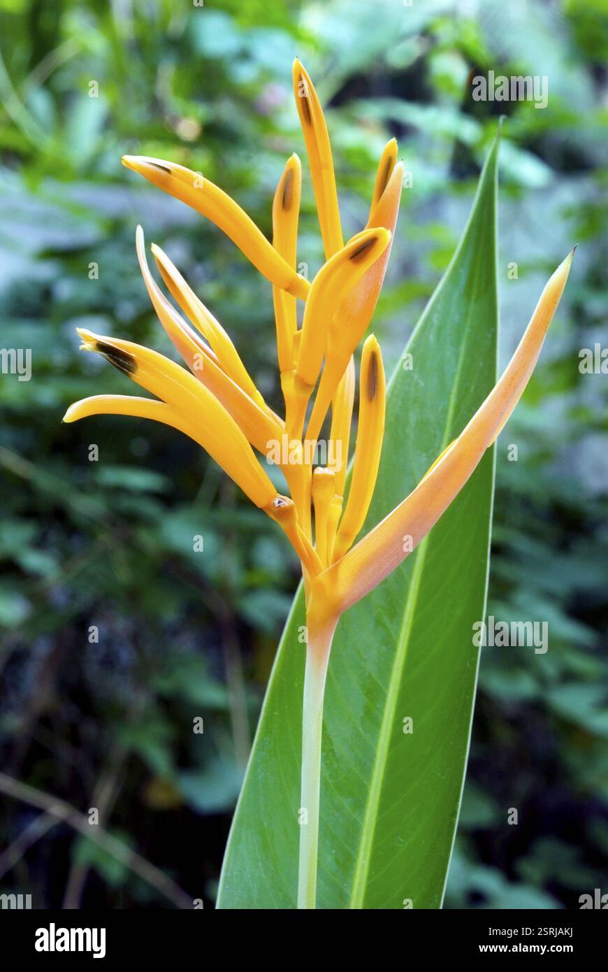 Flower heliconia petra orange heliconia pisttacorum heliconiaceae (F ...