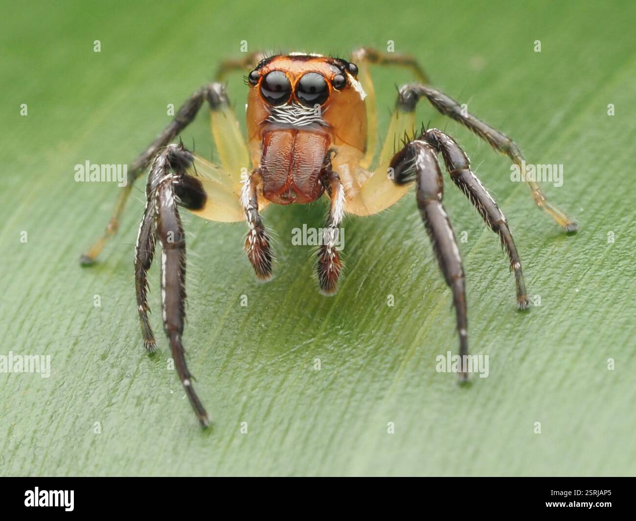 (Colonus), Arachnida, San Carlos, Panama, P32 Stock Photo - Alamy