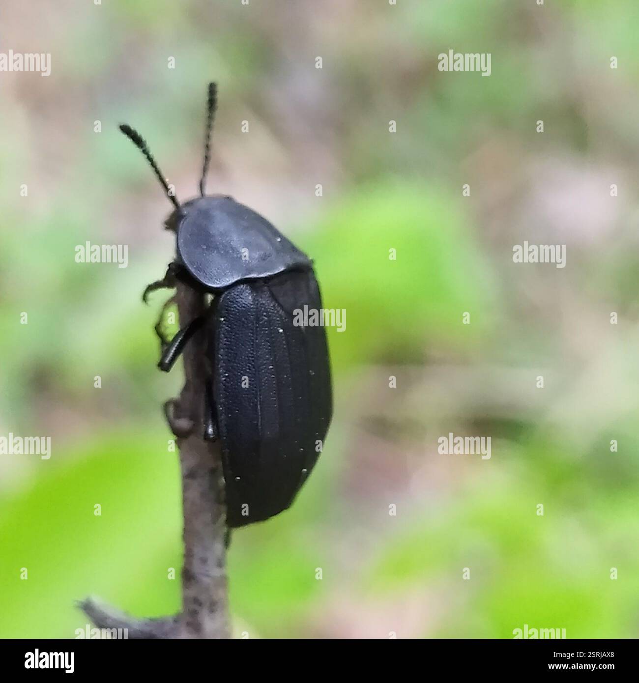 (Silpha tristis), Insecta, Карпинск, Свердловская обл., Россия Stock ...