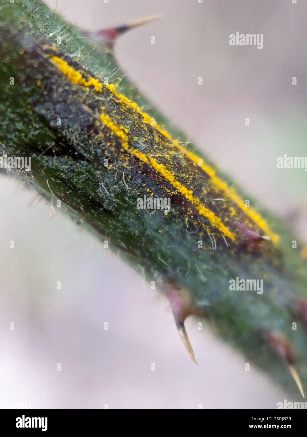 pale bramble rust (Kuehneola uredinis), Fungi, Barnet, UK Stock Photo ...