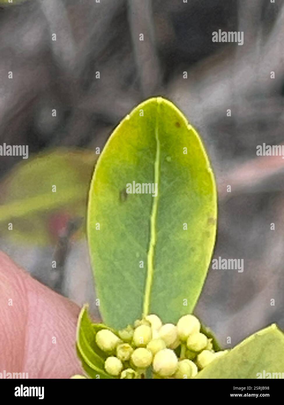 gallberry (Ilex glabra), Plantae, Dr. Julian G. Bruce St. George Island ...