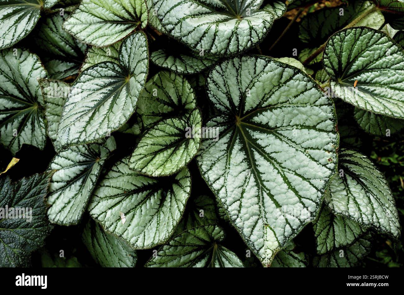 House hold plant at botanical garden, Calcutta Kolkata, West Bengal ...