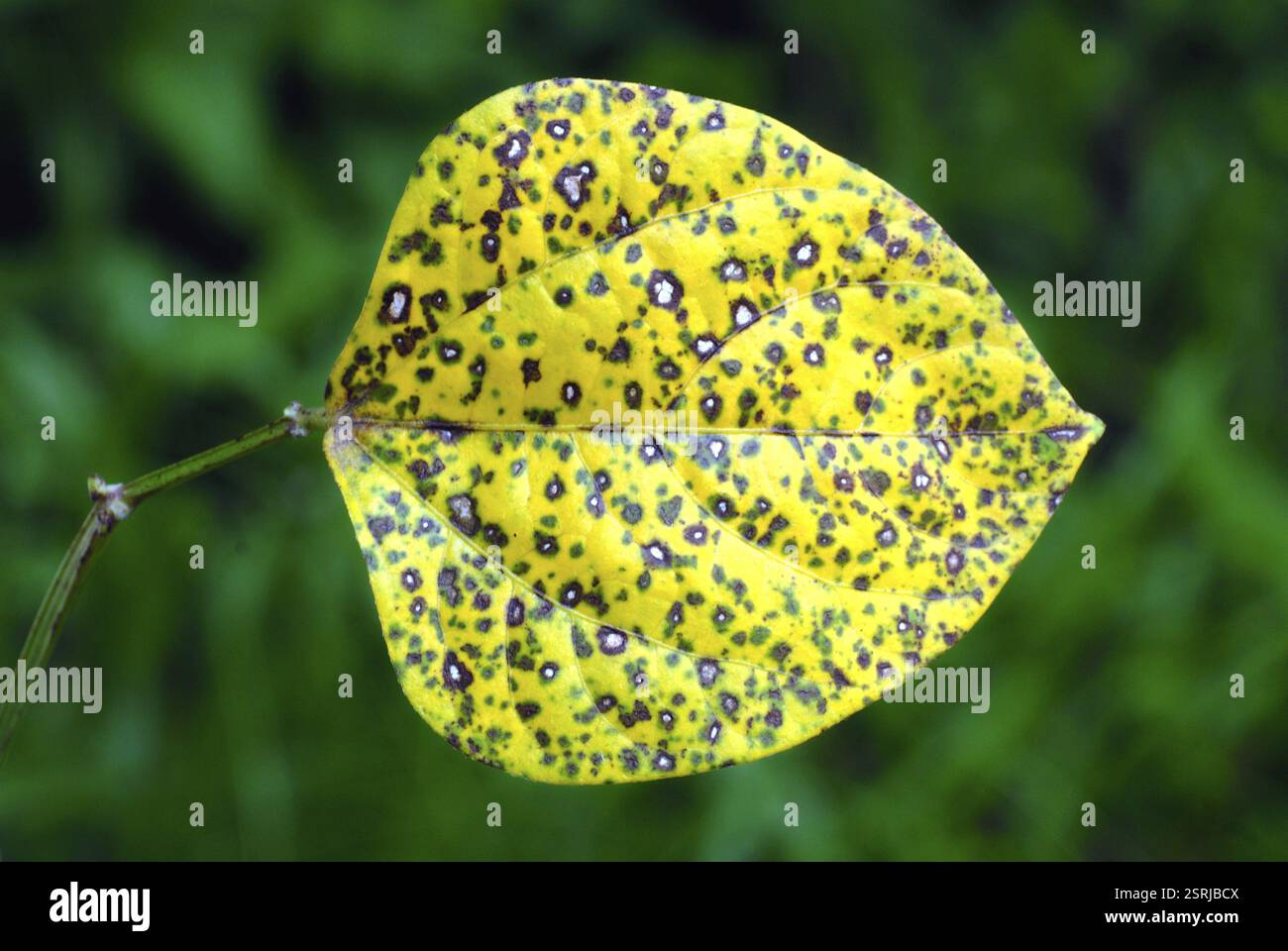 Leaf of cowpea withering, Trivandrum Thiruvananthapuram, Kerala, India ...