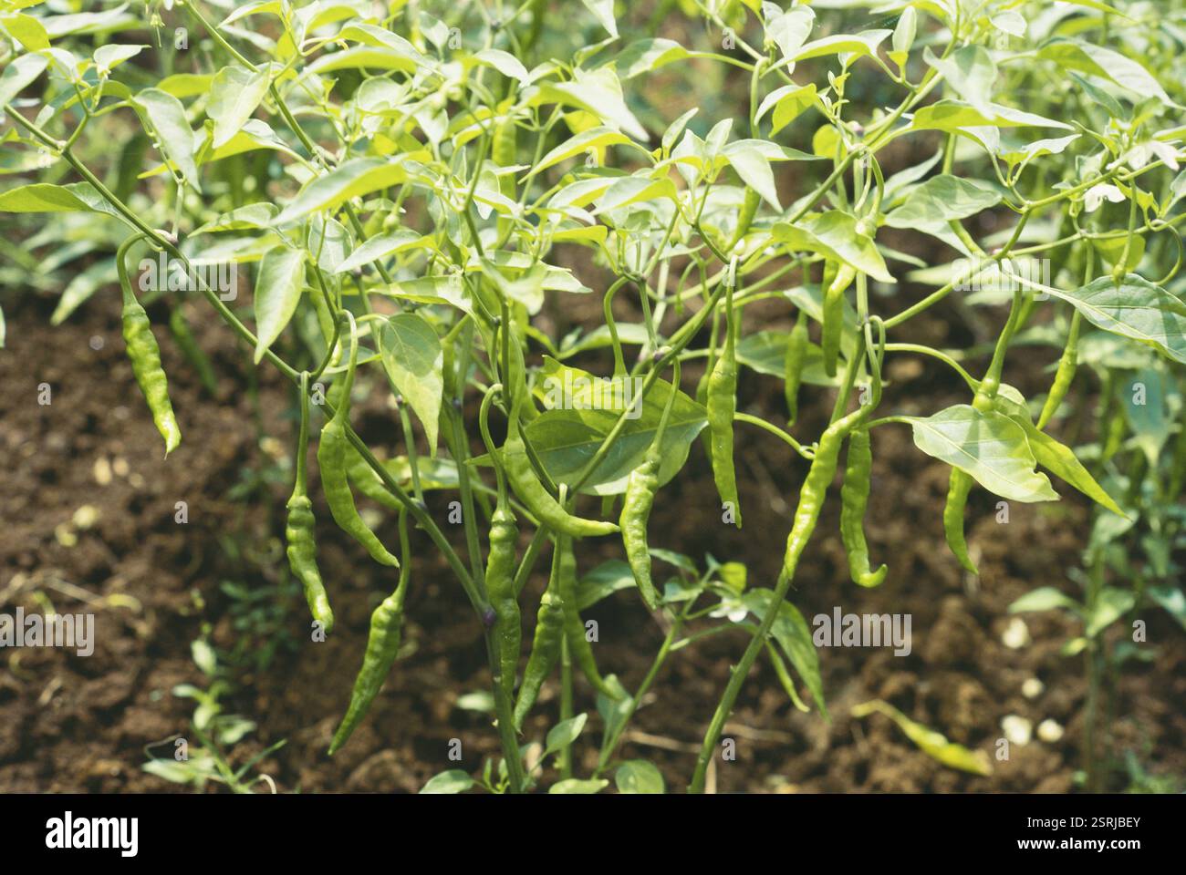 Indian spices, green chilly capsicum frutescens, Maharashtra, India ...