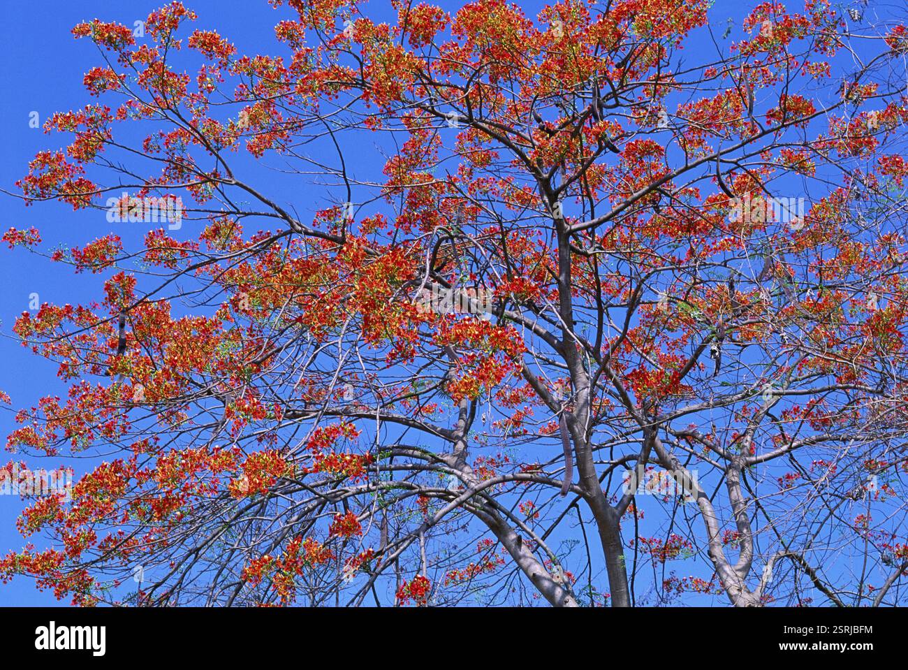 Gul Mohur tree delonix regia, India, Asia Stock Photo - Alamy