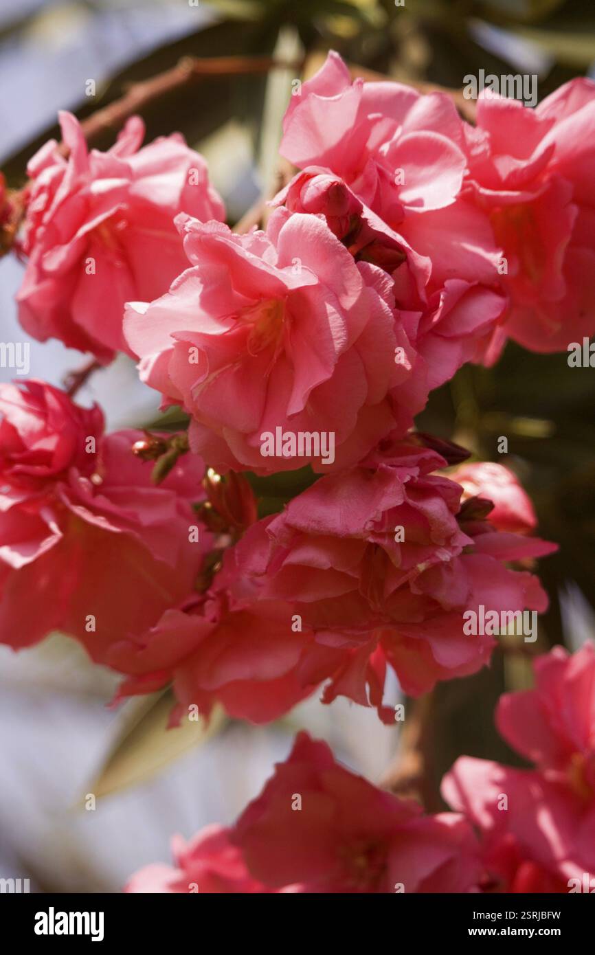 Flower oleander and kaner nerium indicum mill, India, Asia Stock Photo ...