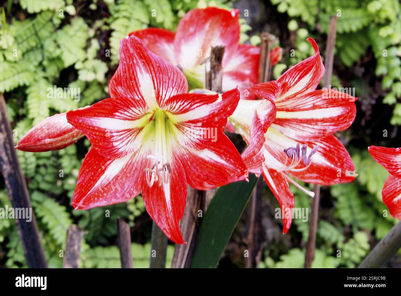 Flower, lily lilium sp, Mongon, Sikkim, India, Asia Stock Photo - Alamy