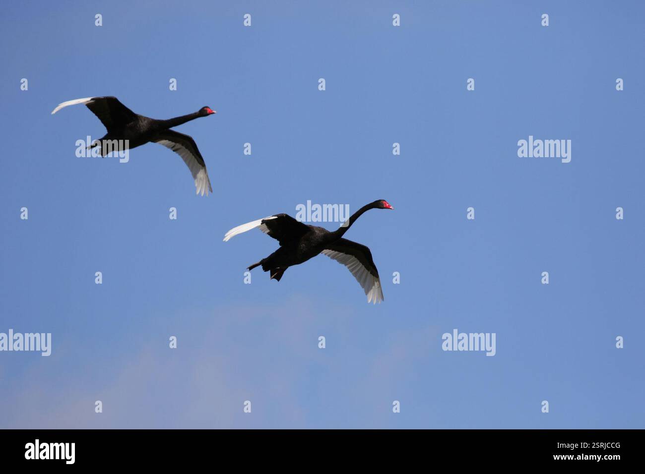 Black Swan (Cygnus atratus), Aves, Hume - Broadmeadows, Victoria ...