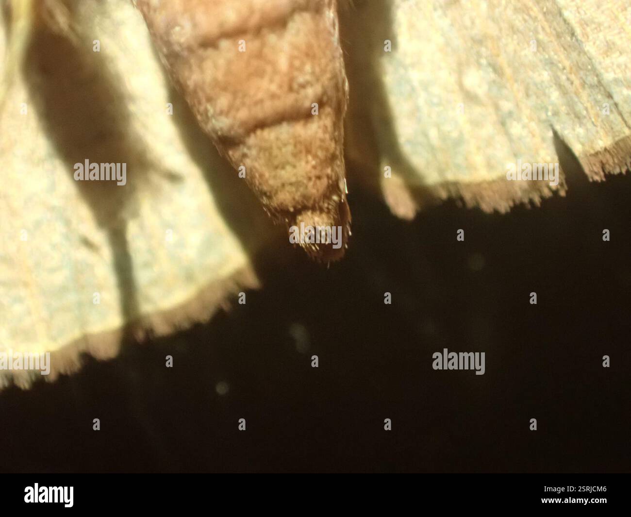 Owlet Moths and Allies (Noctuoidea), Insecta, North Carolina, US Stock ...